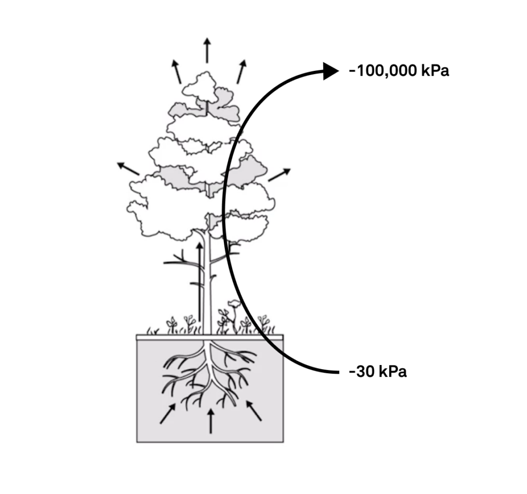 Water potential overview - https://learning.metergroup.com