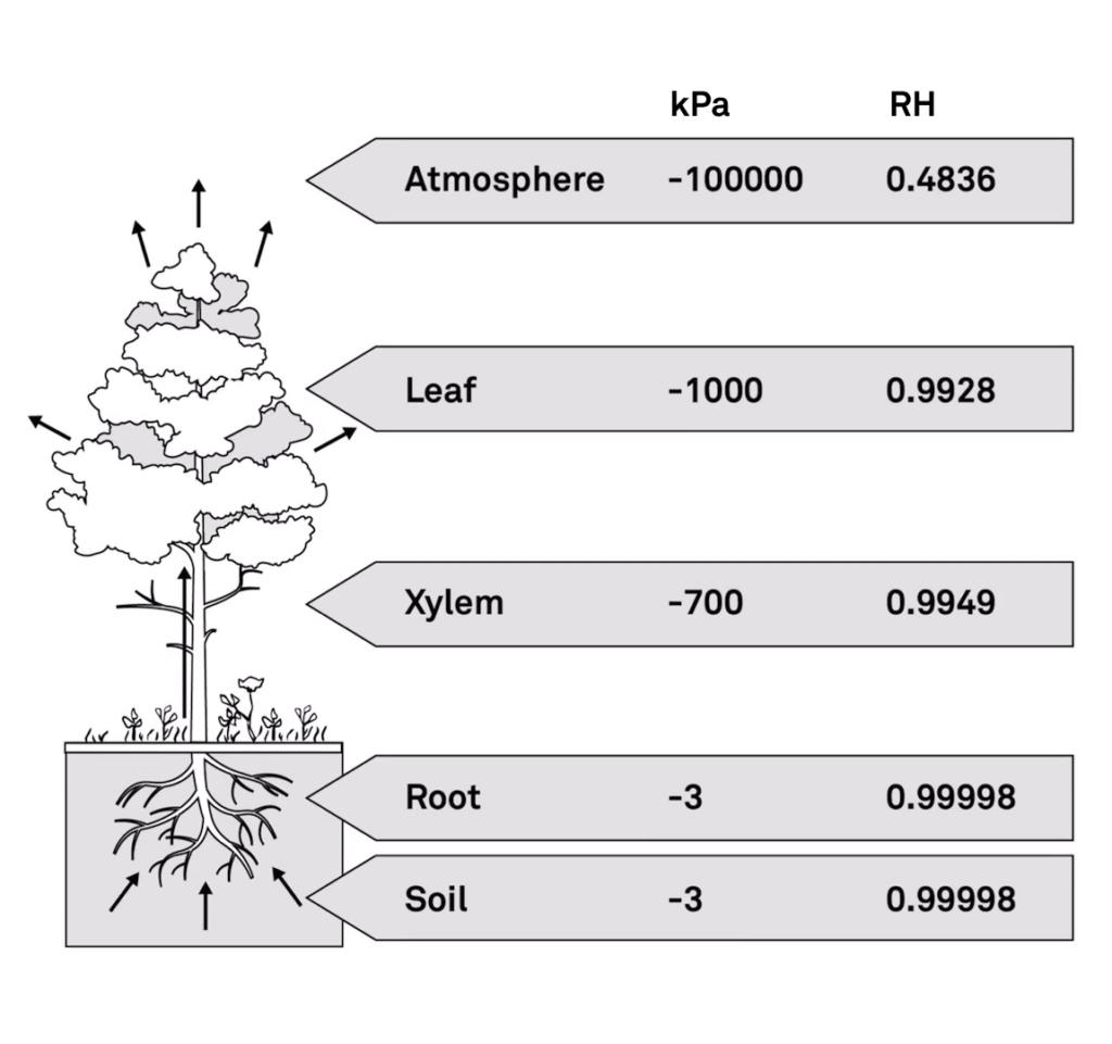 Water potential overview - https://learning.metergroup.com